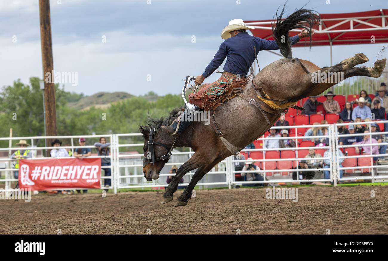 Rodeo ride at the Bucking Horse Sale, Rodeo, Miles City, Montana, USA ...