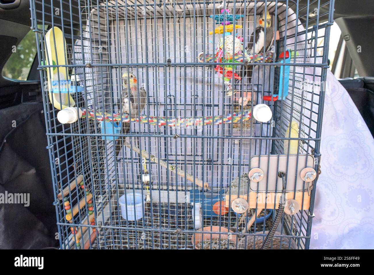 Altadena, Califronia, USA. 13th Jan, 2025. Two cockatiels in what ...