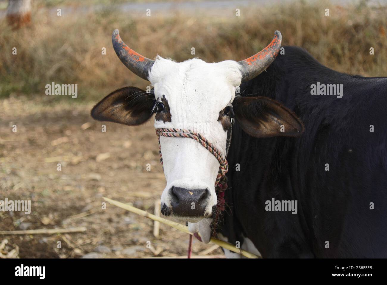 A black and white cow with horns stands in a field, Ajanta, Ellora ...