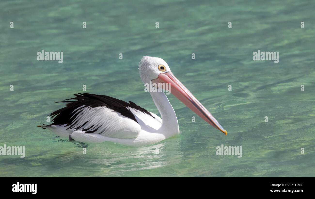 Pelican pictures hi-res stock photography and images - Alamy