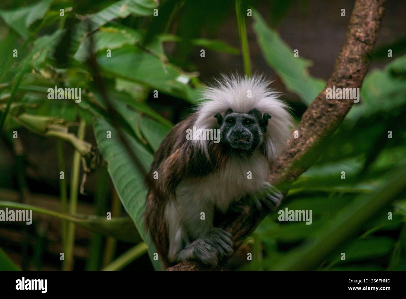 The Taipei Zoo in Taiwan's capital features many different kinds of ...