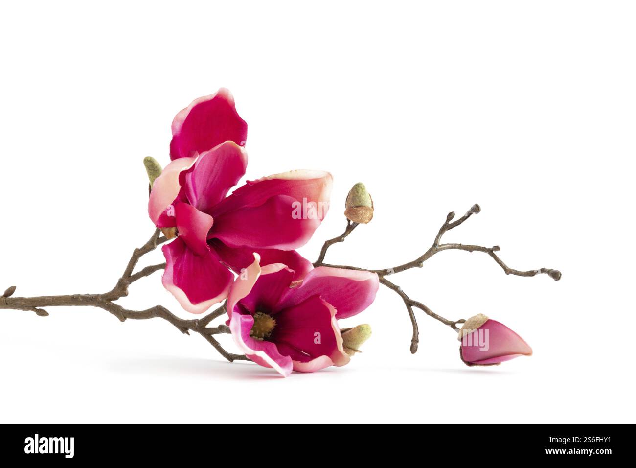 Pink magnolia flowering Cut Out Stock Images & Pictures - Alamy