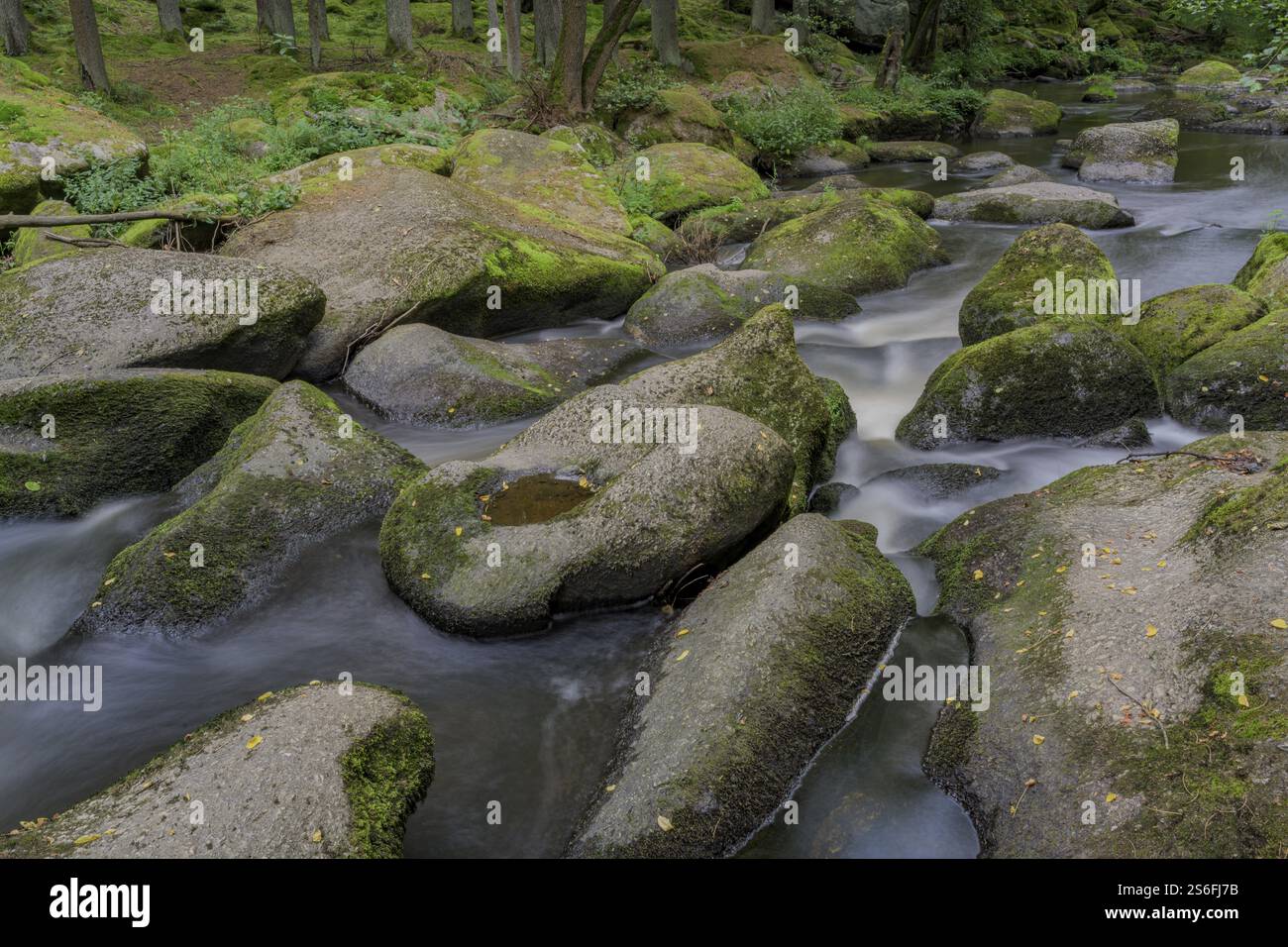 Water flowing between moss-covered rocks in a dense forest, Waldnaabtal ...