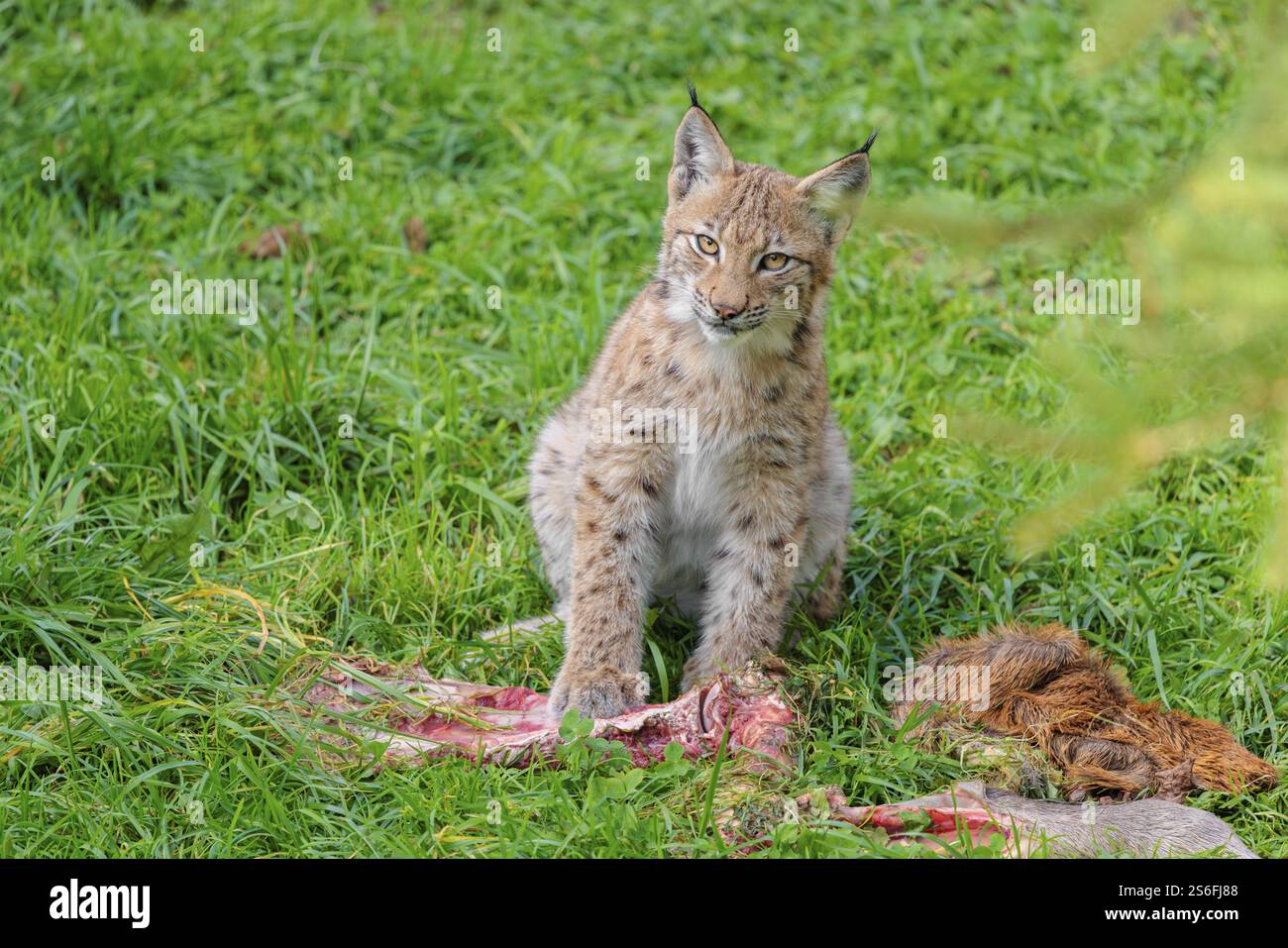 A young Eurasian lynx (Lynx lynx) eats the leg of a red deer lying in a ...