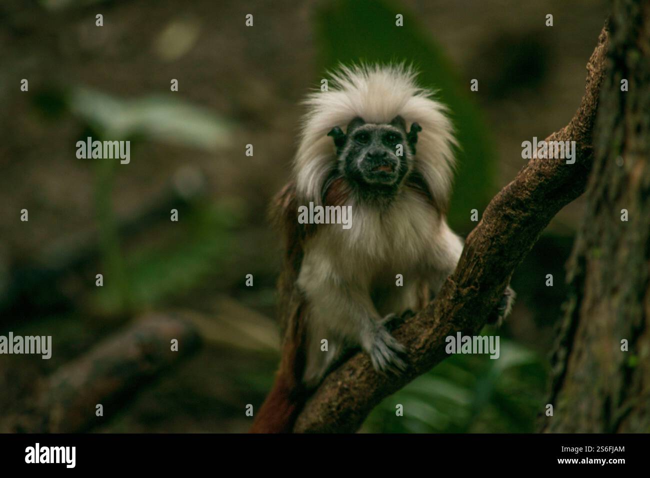 The Taipei Zoo in Taiwan's capital features many different kinds of ...