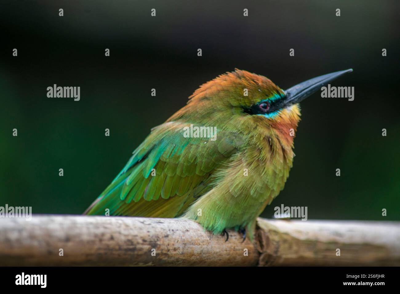 The Taipei Zoo in Taiwan's capital features many different kinds of ...