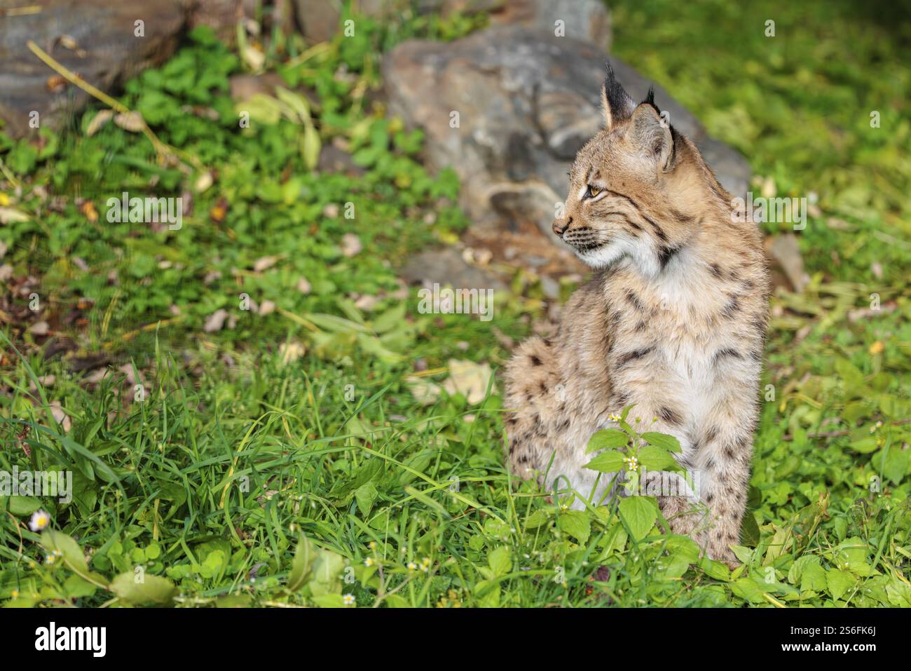 A young Eurasian lynx (Lynx lynx) sits on a meadow, stalking something ...