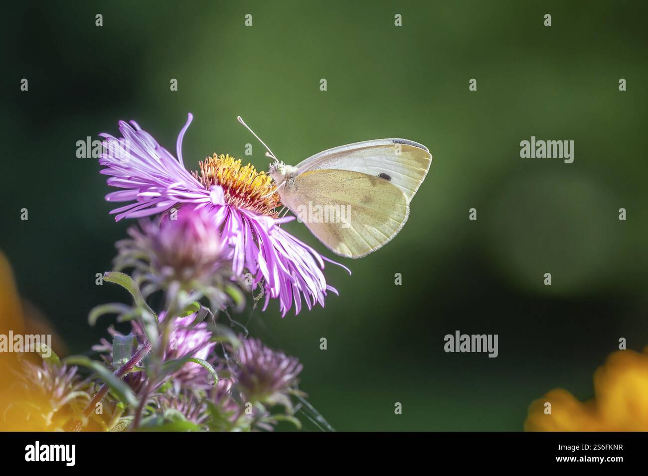 An image of a nice white butterfly Stock Photo - Alamy