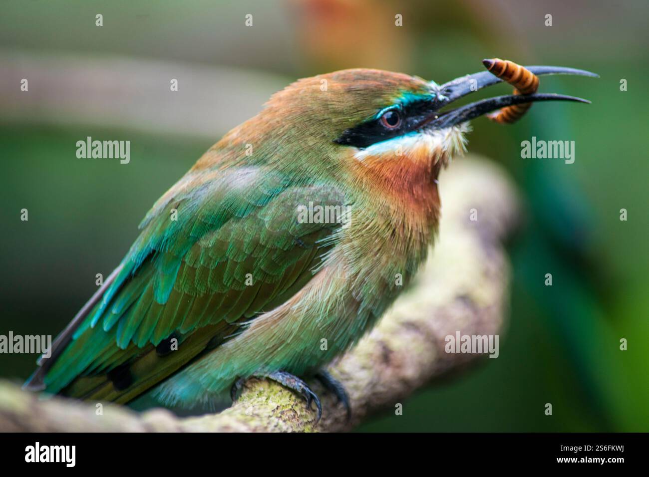 The Taipei Zoo in Taiwan's capital features many different kinds of ...
