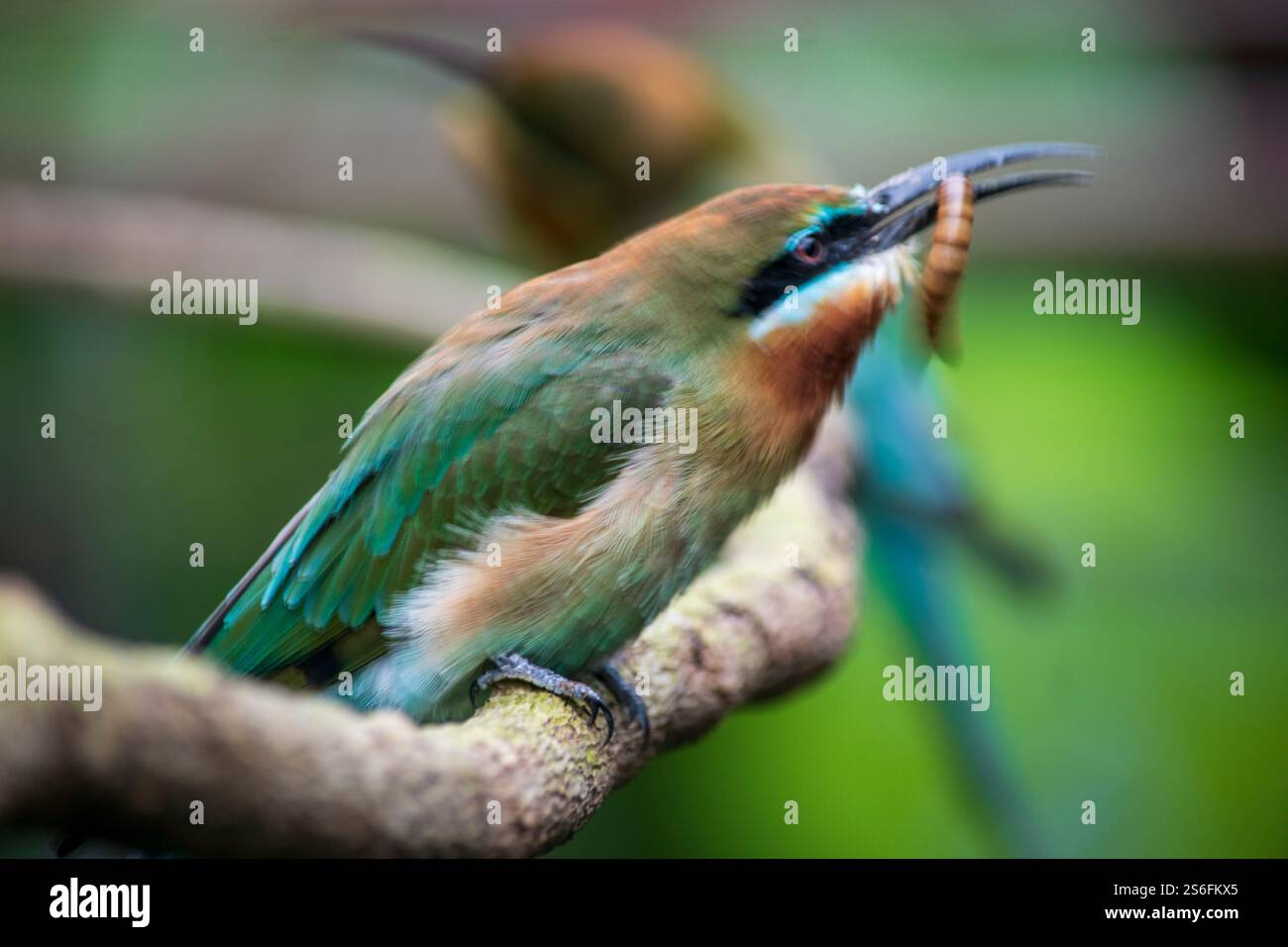 The Taipei Zoo in Taiwan's capital features many different kinds of ...