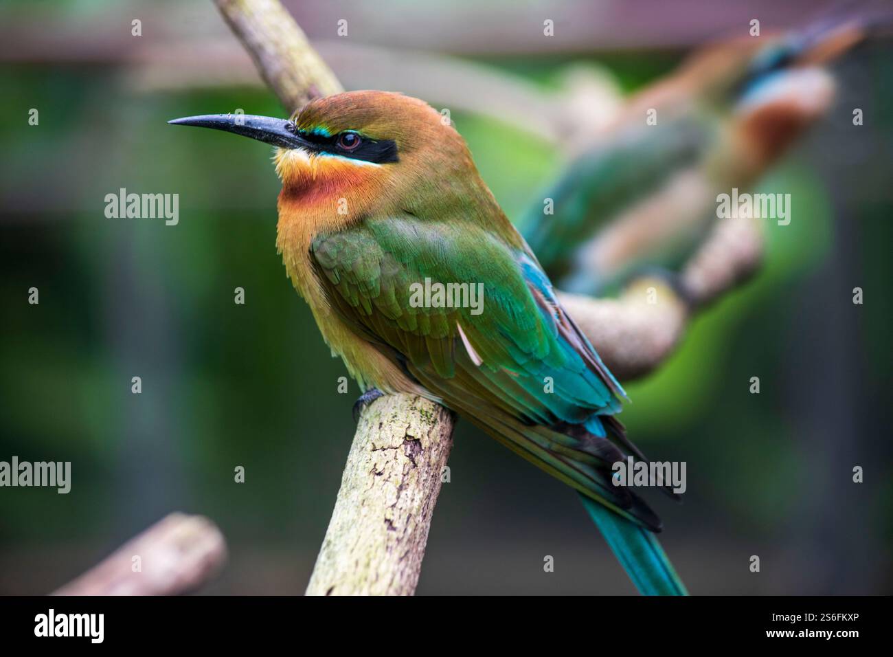 The Taipei Zoo in Taiwan's capital features many different kinds of ...