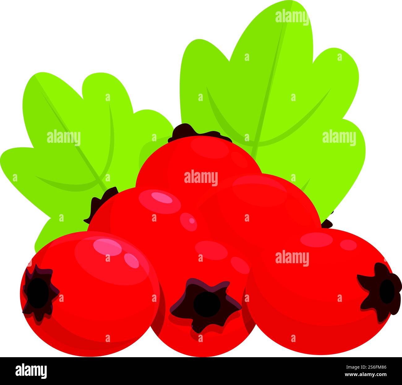 Forest hawthorn icon. Cartoon of forest hawthorn vector icon for web ...