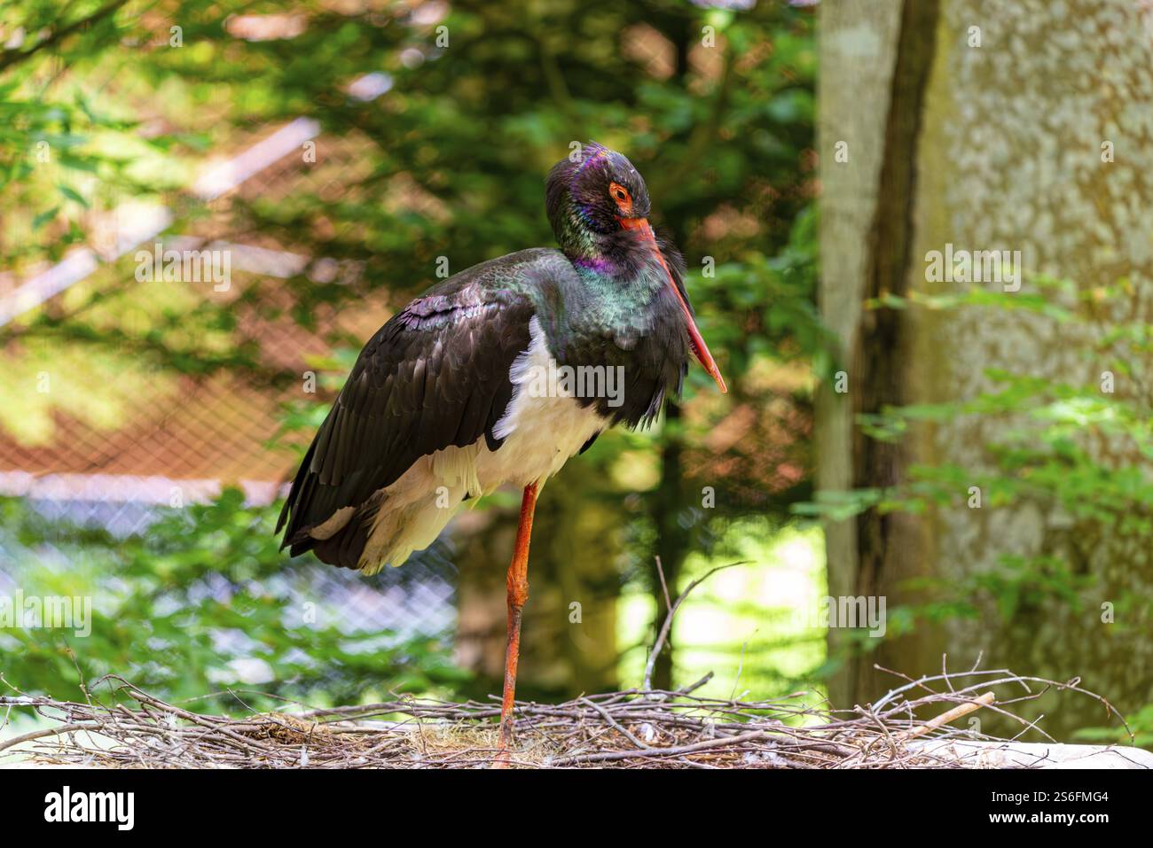 A black stork stands in its nest between trees in the forest, Bavarian ...