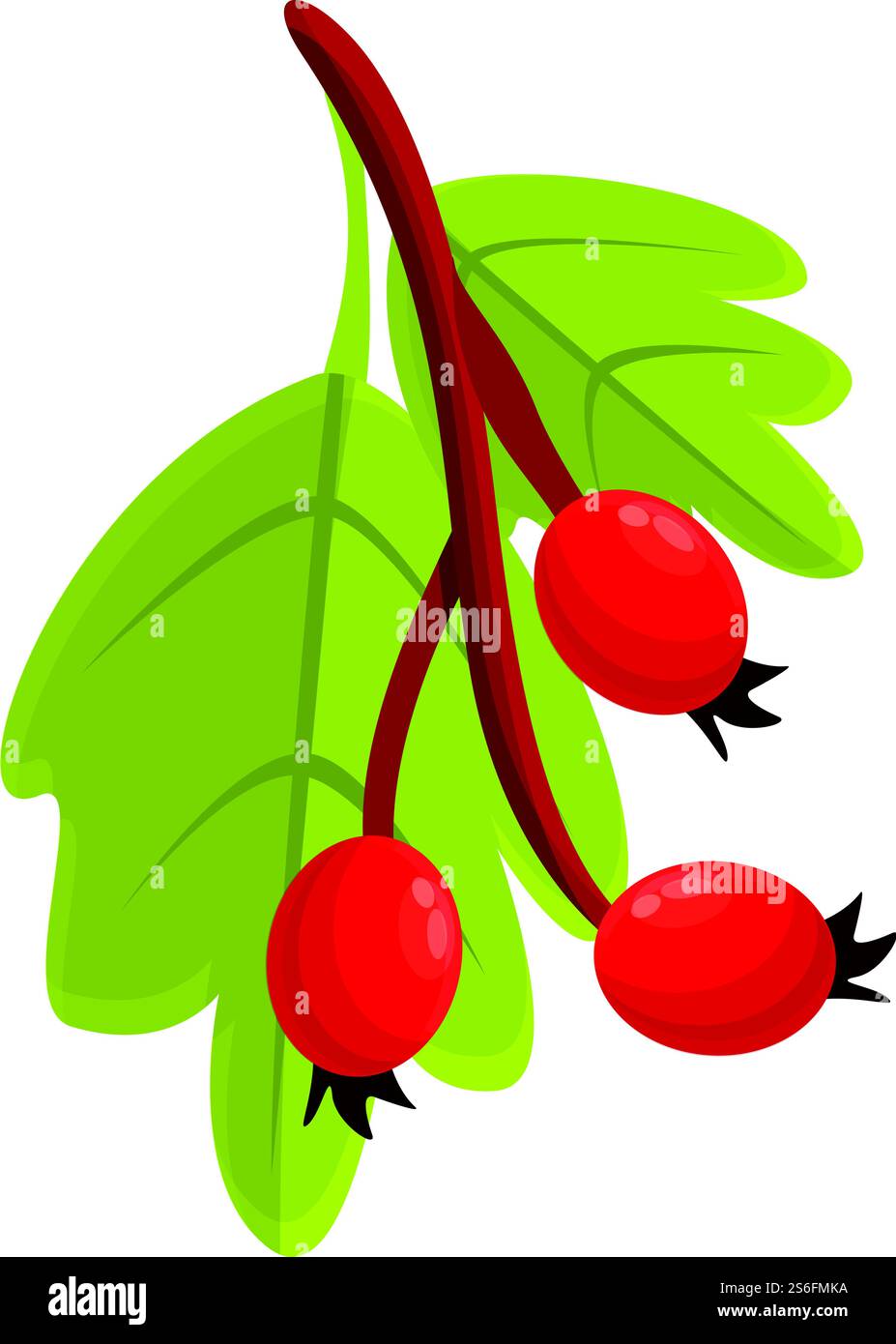 Fresh hawthorn icon. Cartoon of fresh hawthorn vector icon for web ...