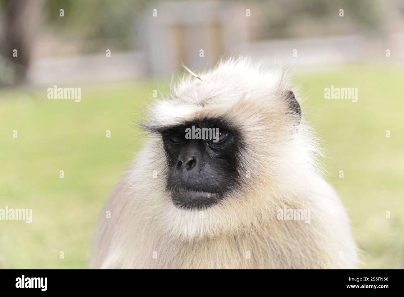 Gentle facial expressions hi-res stock photography and images - Alamy