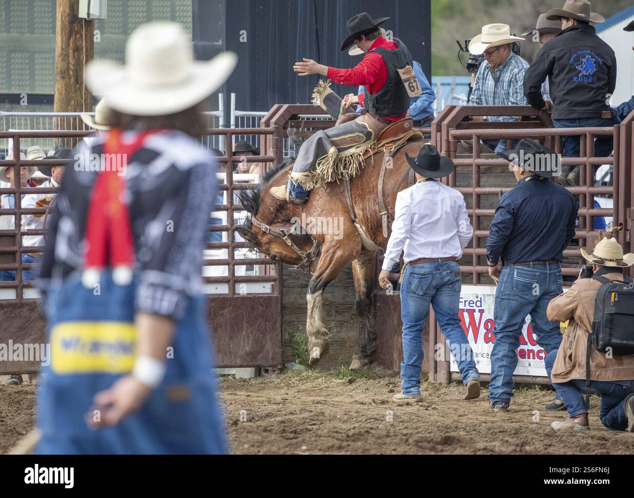 Gates open for a rodeo ride at the Bucking Horse Sale in Miles City ...