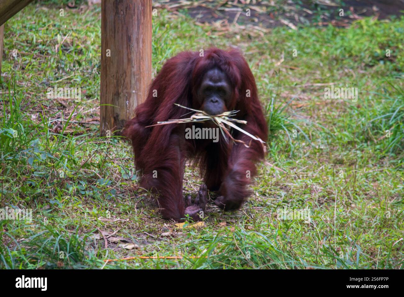 The Taipei Zoo in Taiwan's capital features many different kinds of ...