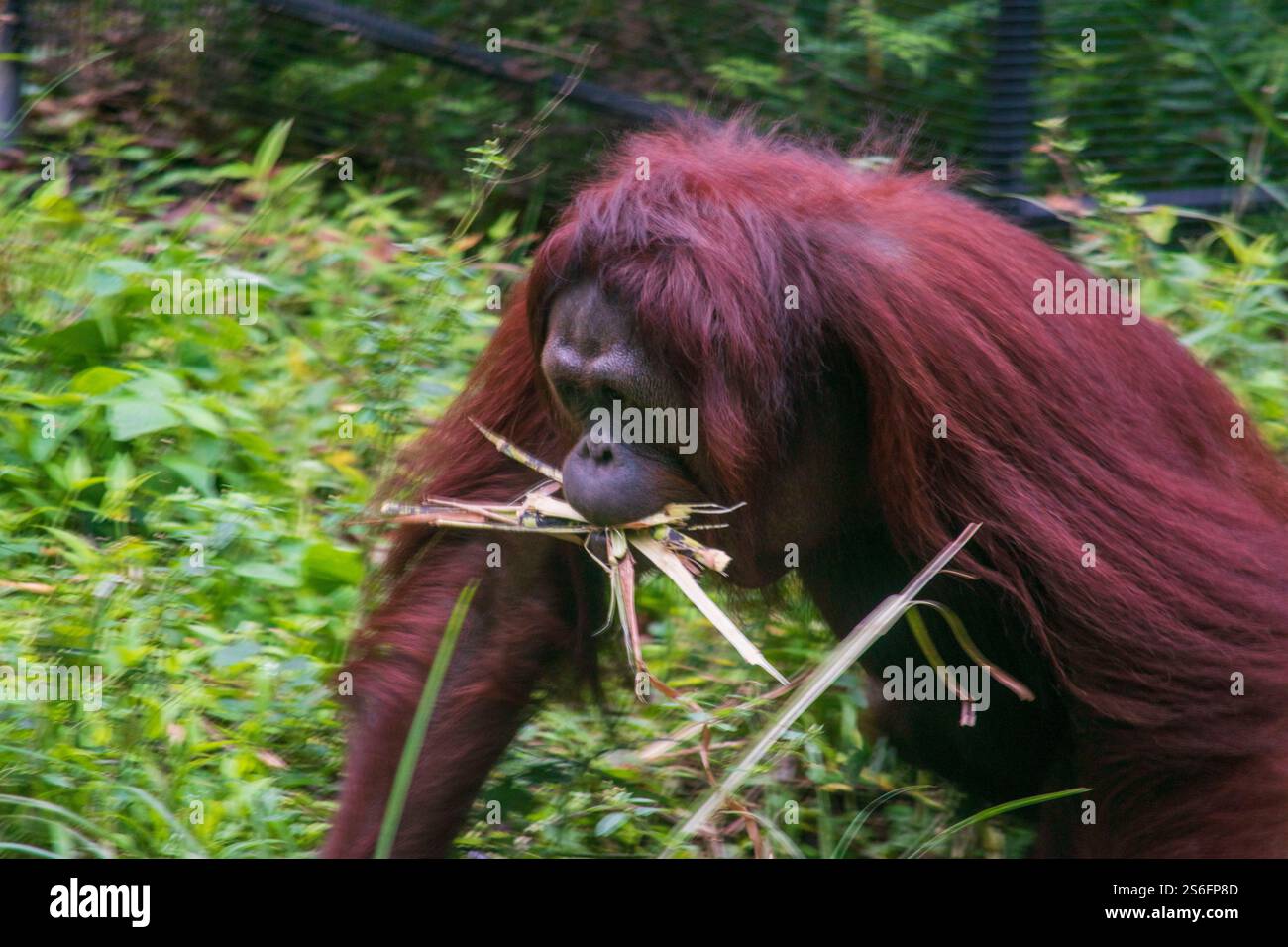 The Taipei Zoo in Taiwan's capital features many different kinds of ...