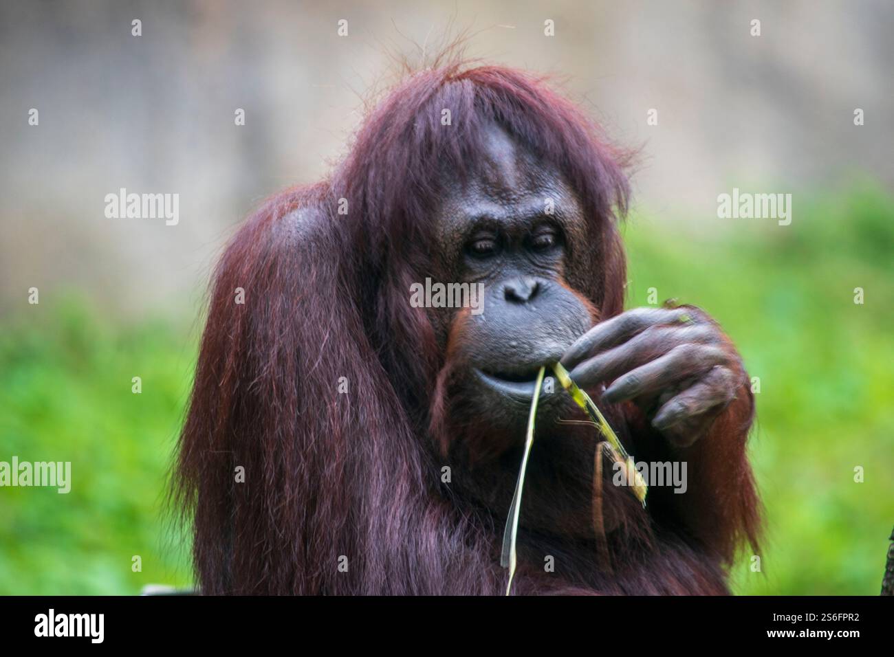 The Taipei Zoo in Taiwan's capital features many different kinds of ...