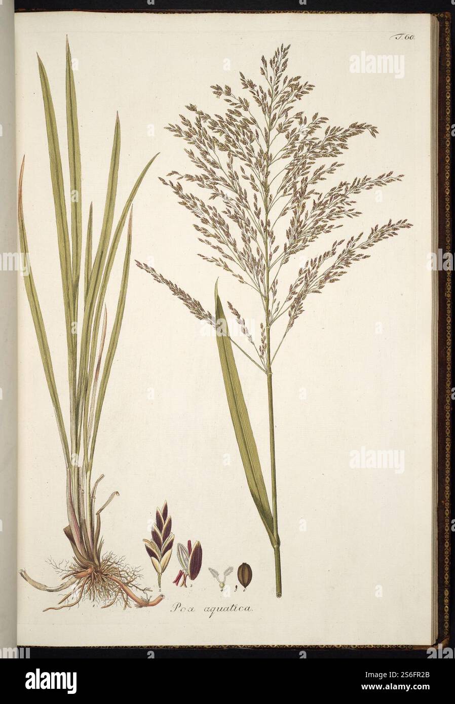 Glyceria maxima illustration (01 Stock Photo - Alamy