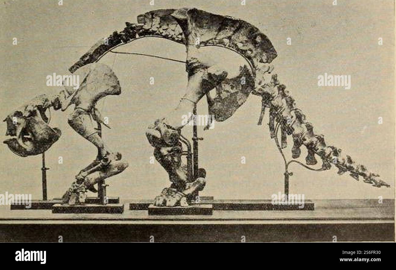 Glyptodon skeleton, from Abel, O. (1912). Grundzüge der Palaeobiologie ...