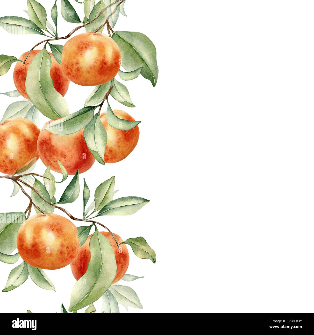 Grapefruits on branches of fruit tree vertical seamless border isolated on white. Watercolor ...