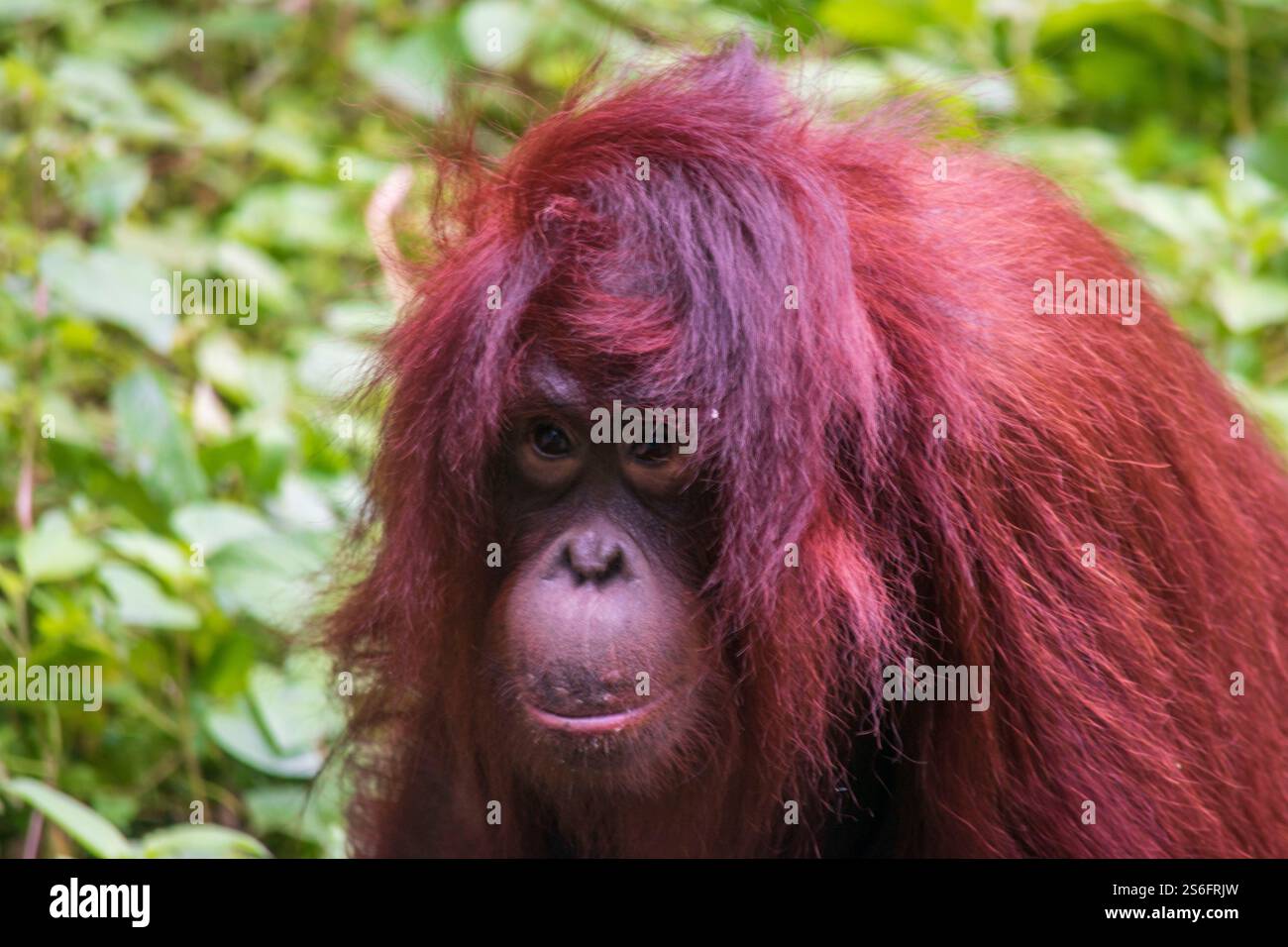 The Taipei Zoo in Taiwan's capital features many different kinds of ...