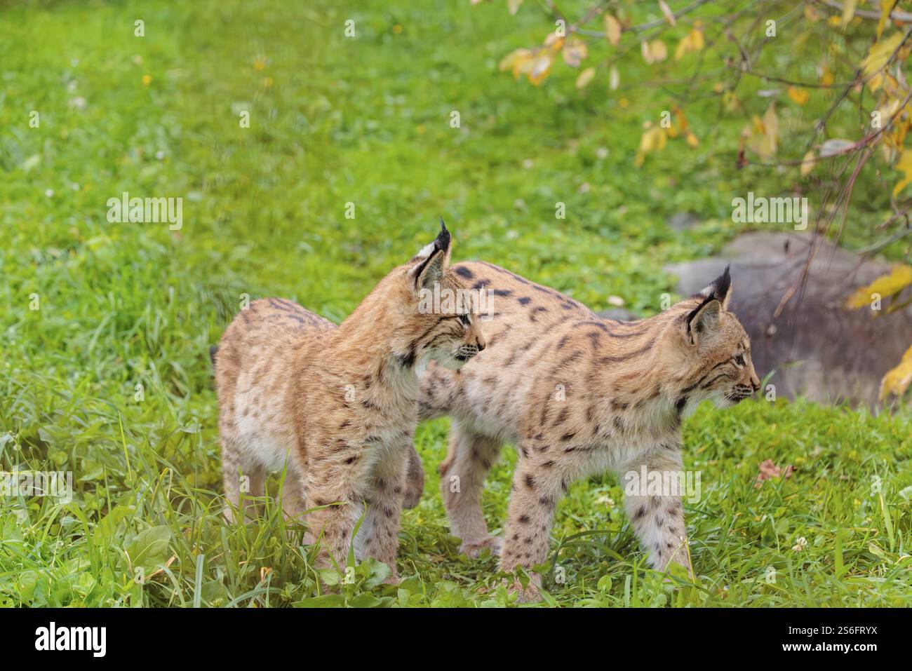 Two young Eurasian lynx (Lynx lynx) play in a green meadow Stock Photo ...
