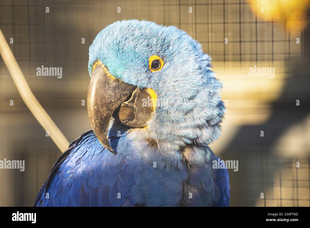 Blue parrot with large beak in front of a grid in the sunlight ...