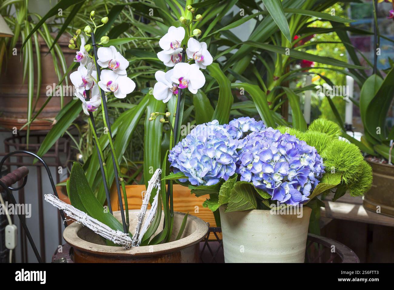 Various passion flowers hi-res stock photography and images - Alamy