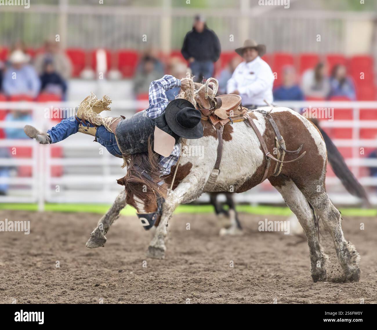 Rodeo ride at the Bucking Horse Sale, Rodeo, Miles City, Montana, USA ...