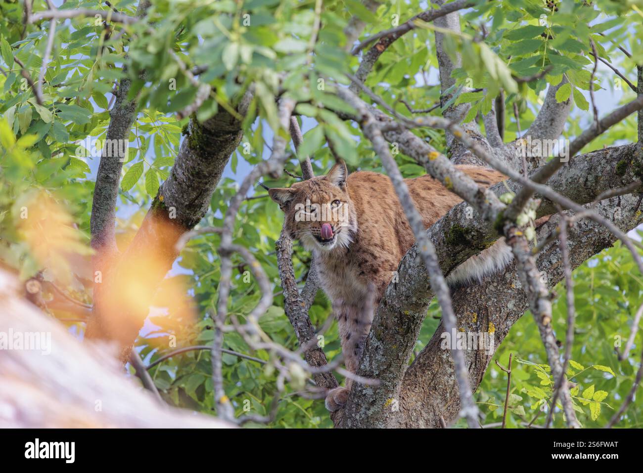 Lynx in woods on sunny hi-res stock photography and images - Alamy