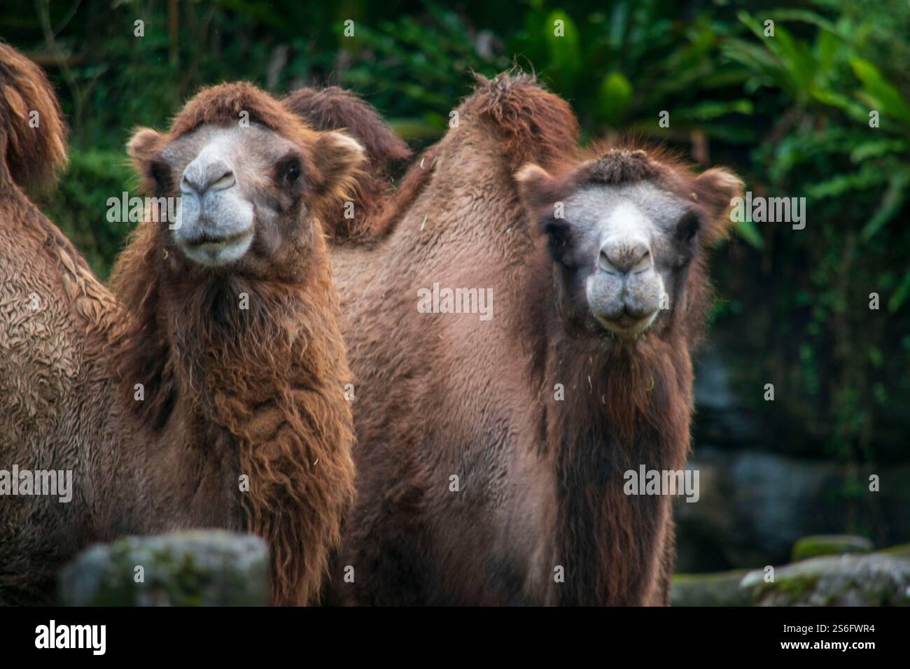 The Taipei Zoo in Taiwan's capital features many different kinds of ...
