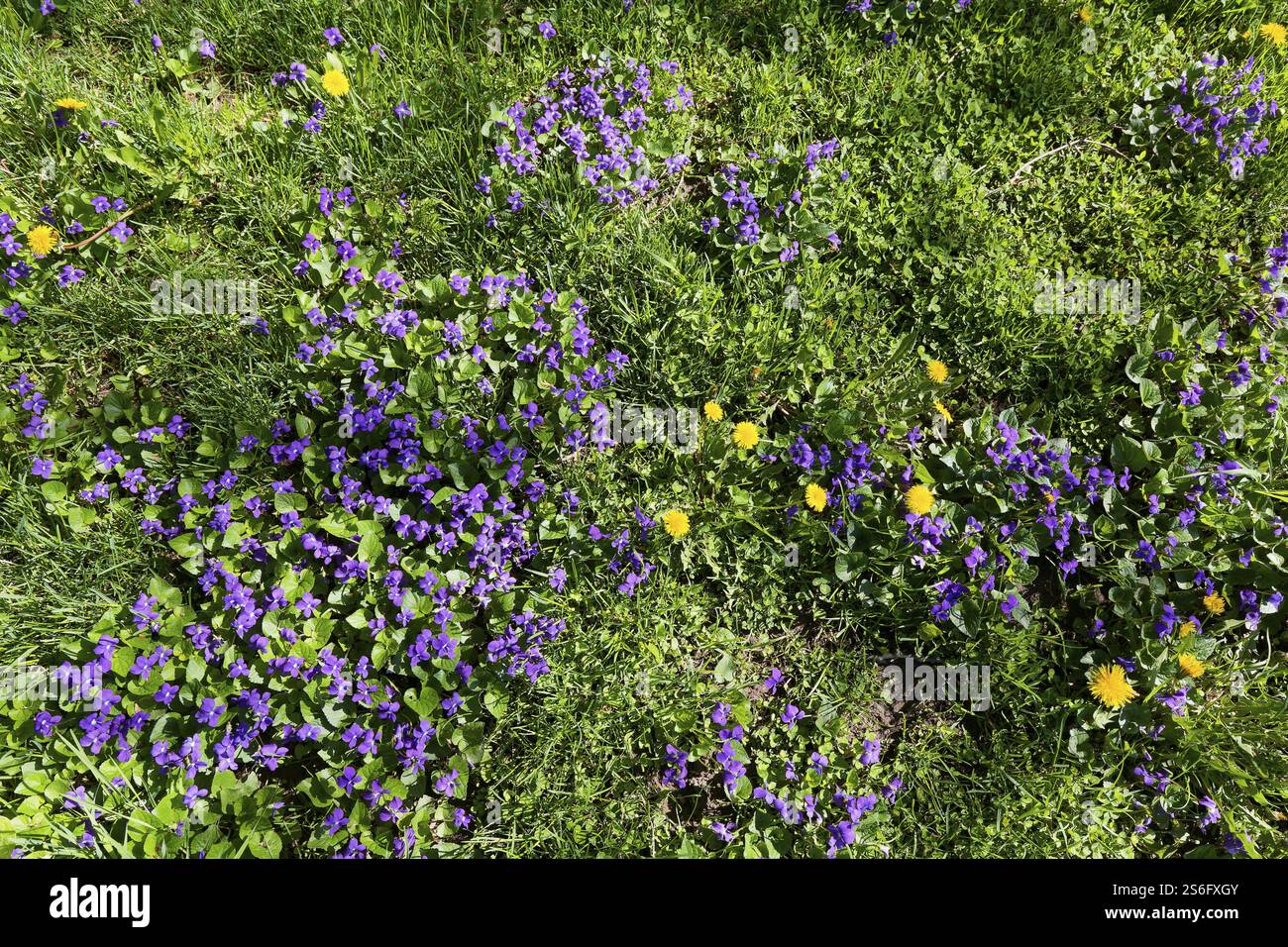 Nature, park with blooming spring vegetation, Province of Quebec ...