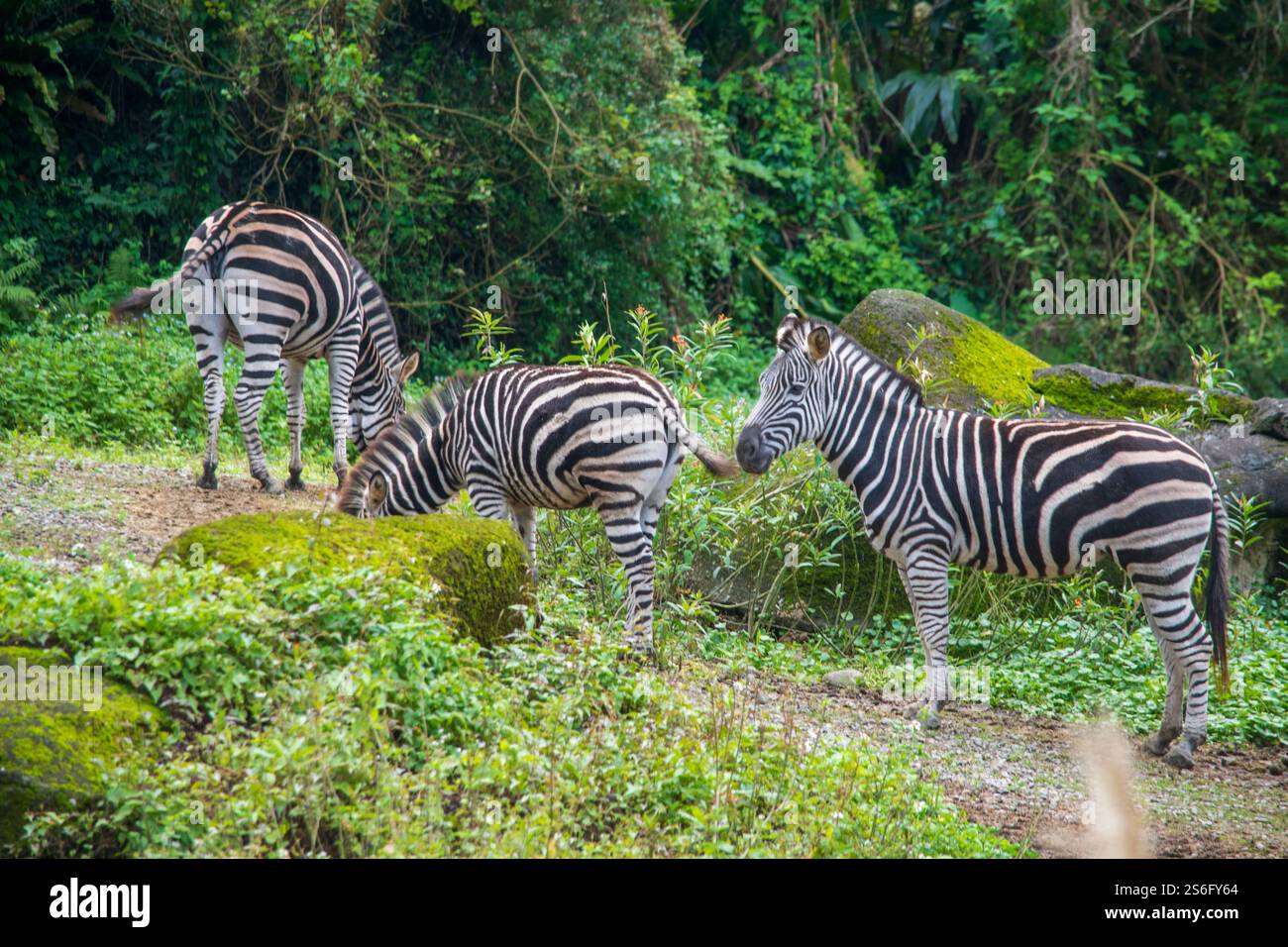 The Taipei Zoo in Taiwan's capital features many different kinds of ...