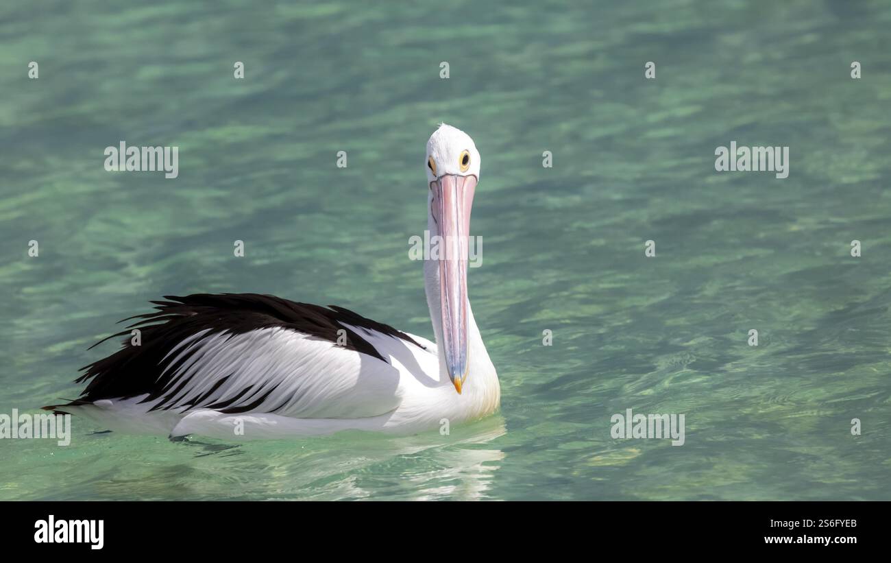 An image of a nice pelican in the australian sea Stock Photo - Alamy