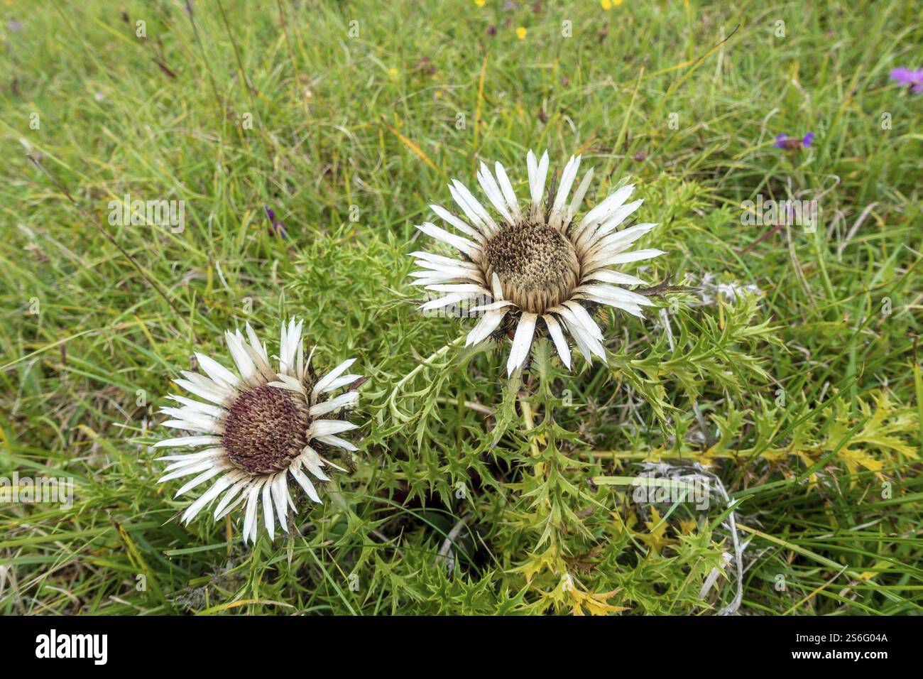 Thistle decorations hi-res stock photography and images - Alamy