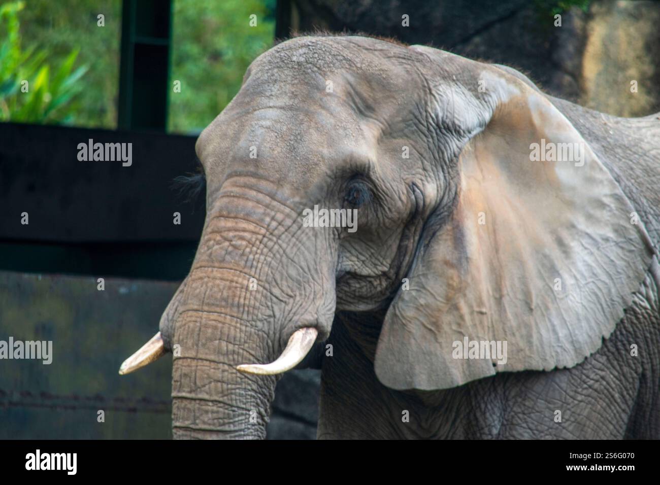 The Taipei Zoo in Taiwan's capital features many different kinds of ...