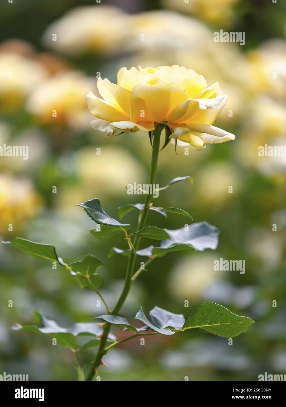 An image of a rose is a rose Stock Photo - Alamy