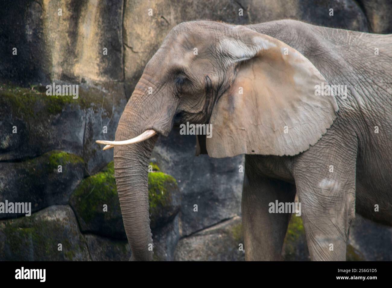 The Taipei Zoo in Taiwan's capital features many different kinds of ...