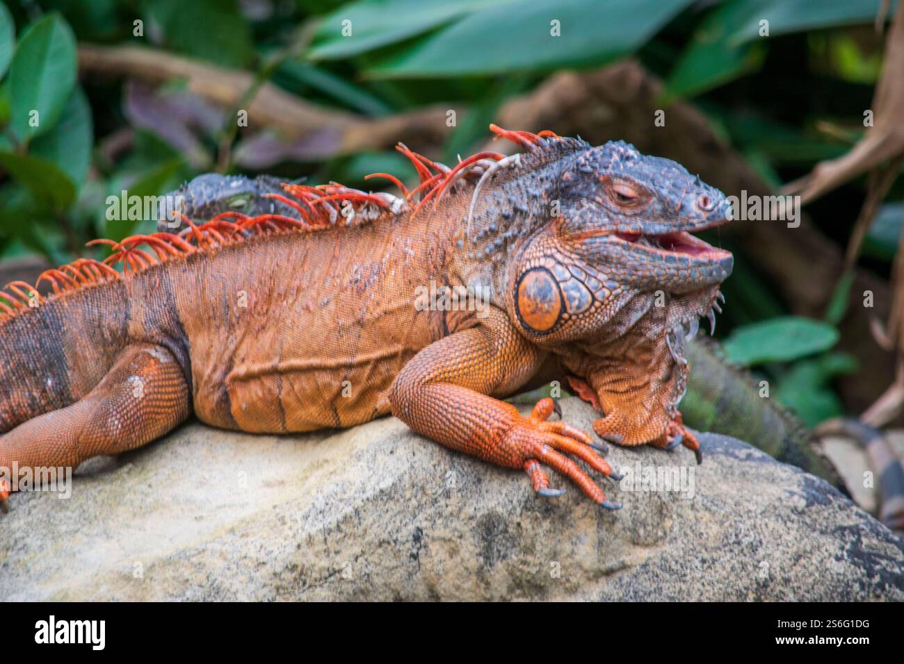 The Taipei Zoo in Taiwan's capital features many different kinds of ...