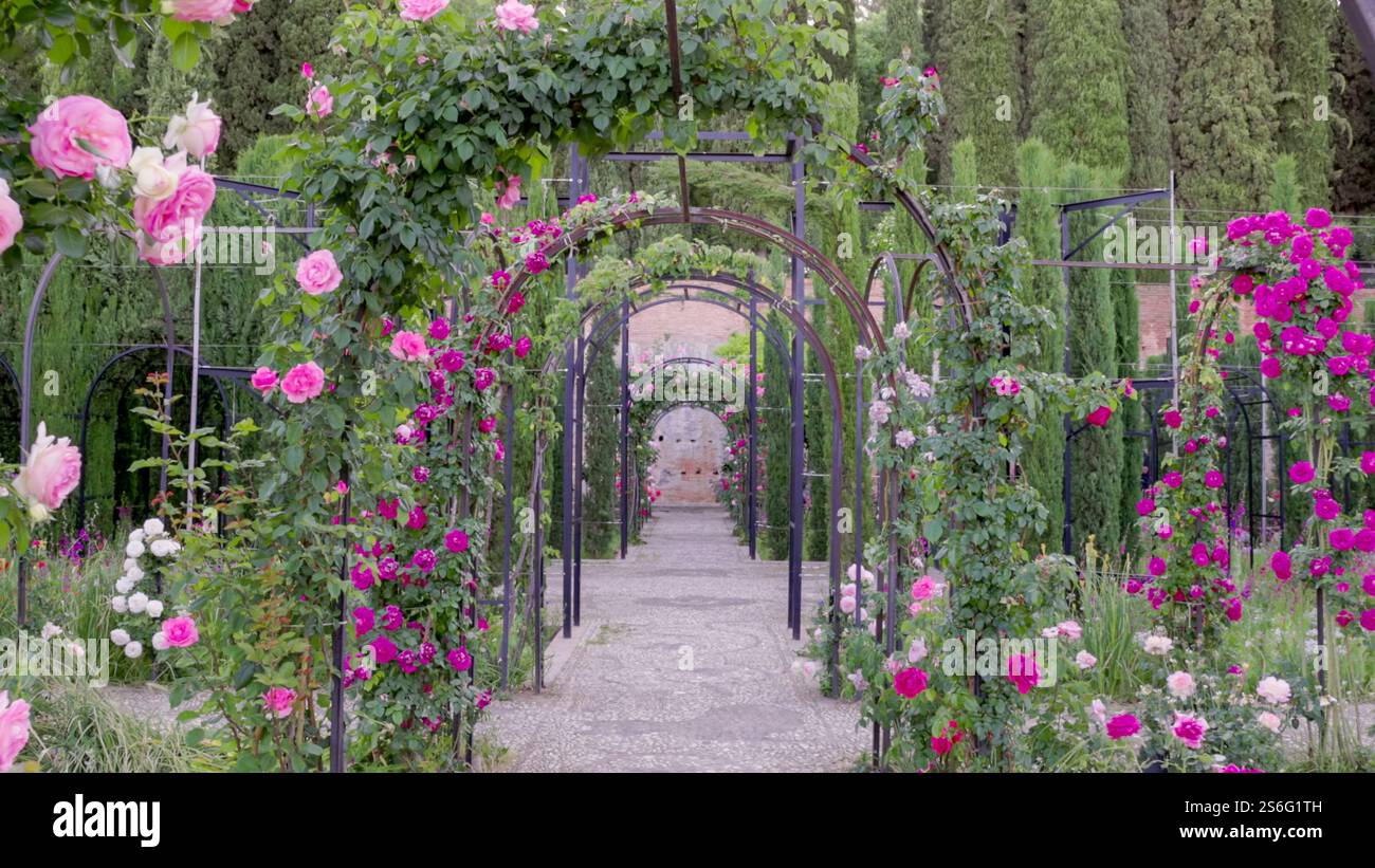 roses in the lower garden of generalife area of alhambra Stock Photo ...