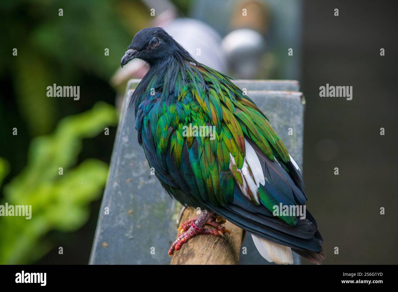 The Taipei Zoo in Taiwan's capital features many different kinds of ...
