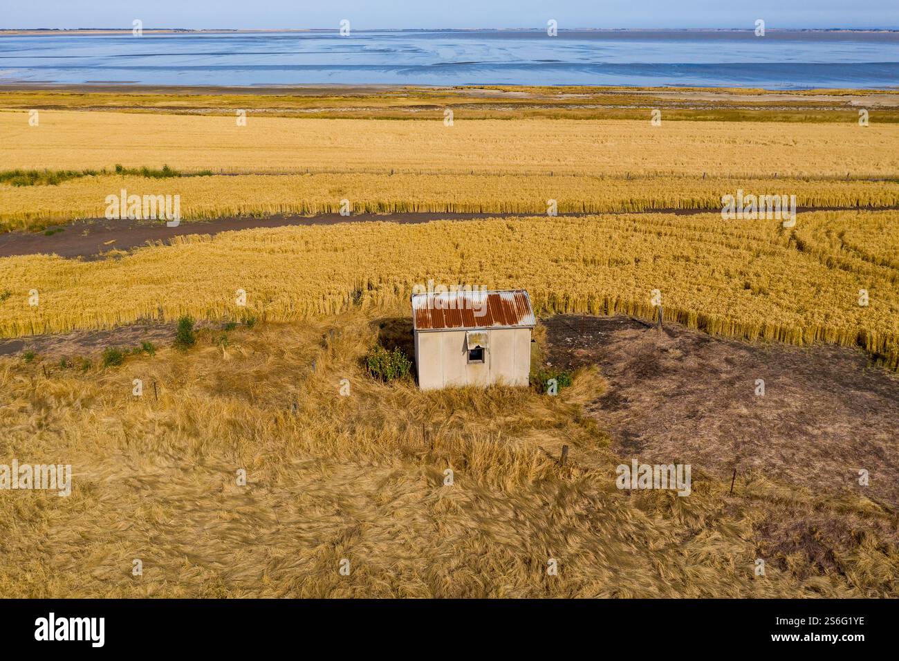 Aerail view of a small shack amongst a graincrop on the shores of Lake ...