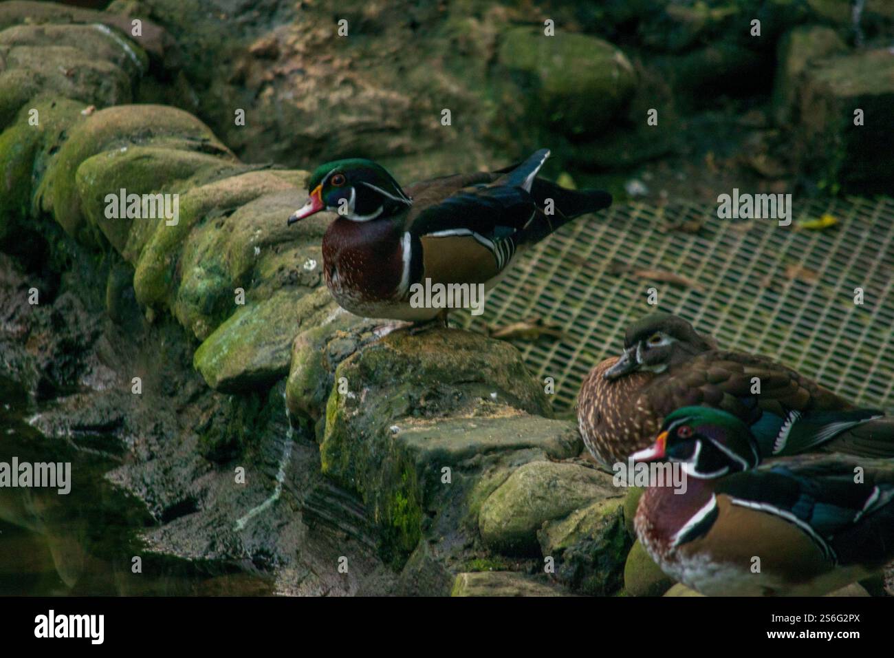 The Taipei Zoo in Taiwan's capital features many different kinds of ...