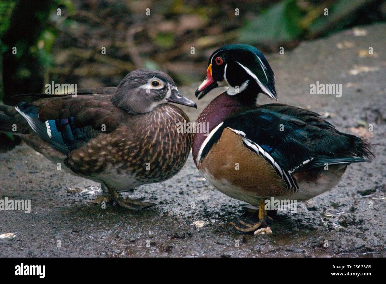 The Taipei Zoo in Taiwan's capital features many different kinds of ...