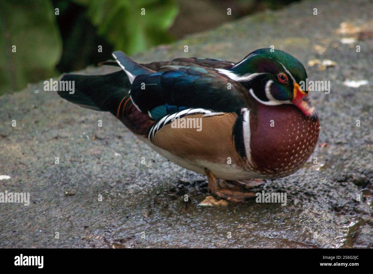 The Taipei Zoo in Taiwan's capital features many different kinds of ...