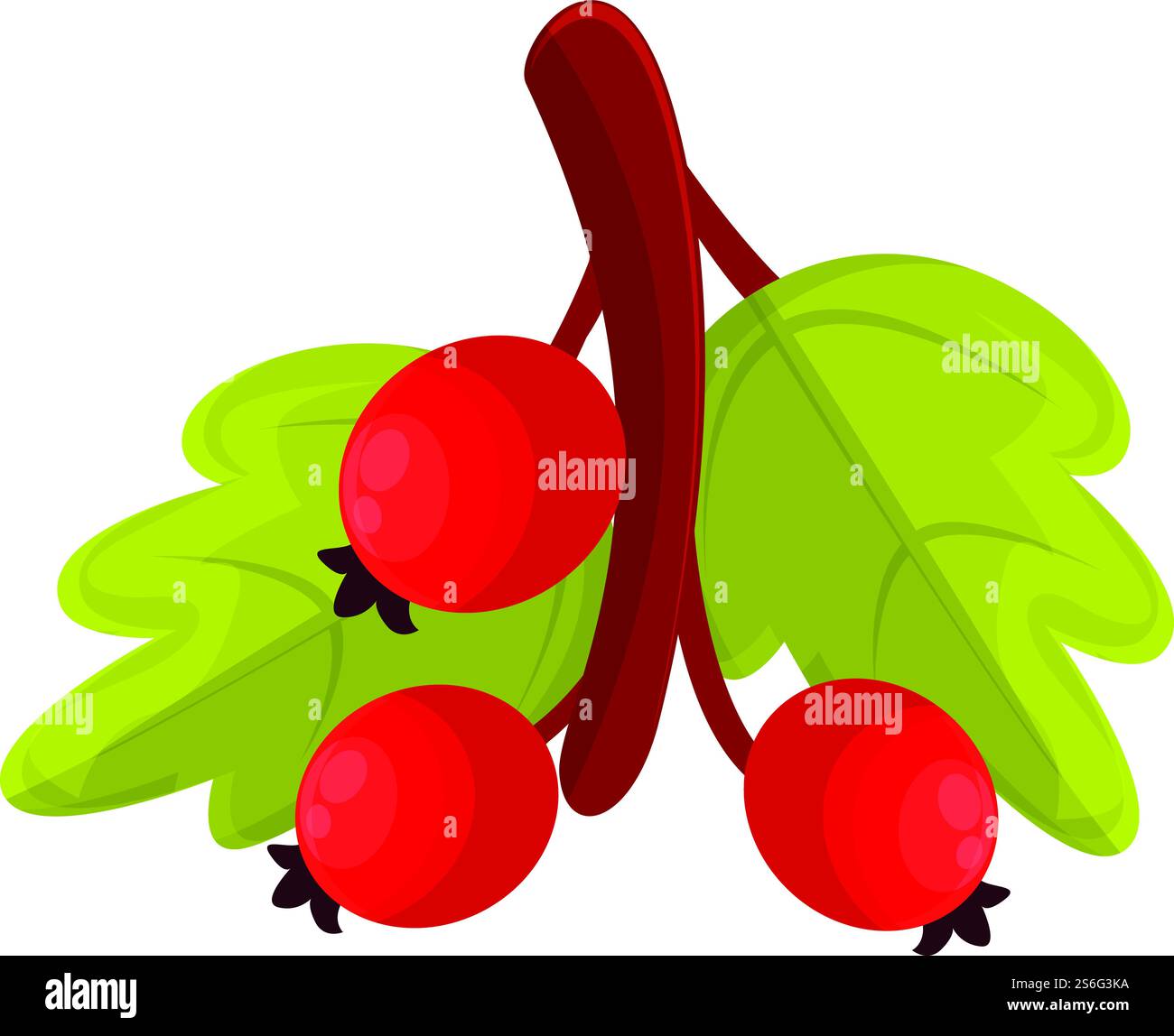 Nature hawthorn icon. Cartoon of nature hawthorn vector icon for web ...