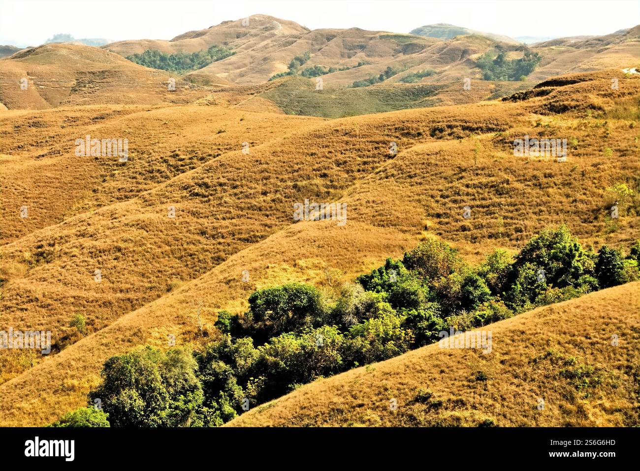 Dense vegetation in a narrow valley, in the middle of dry grassland on ...