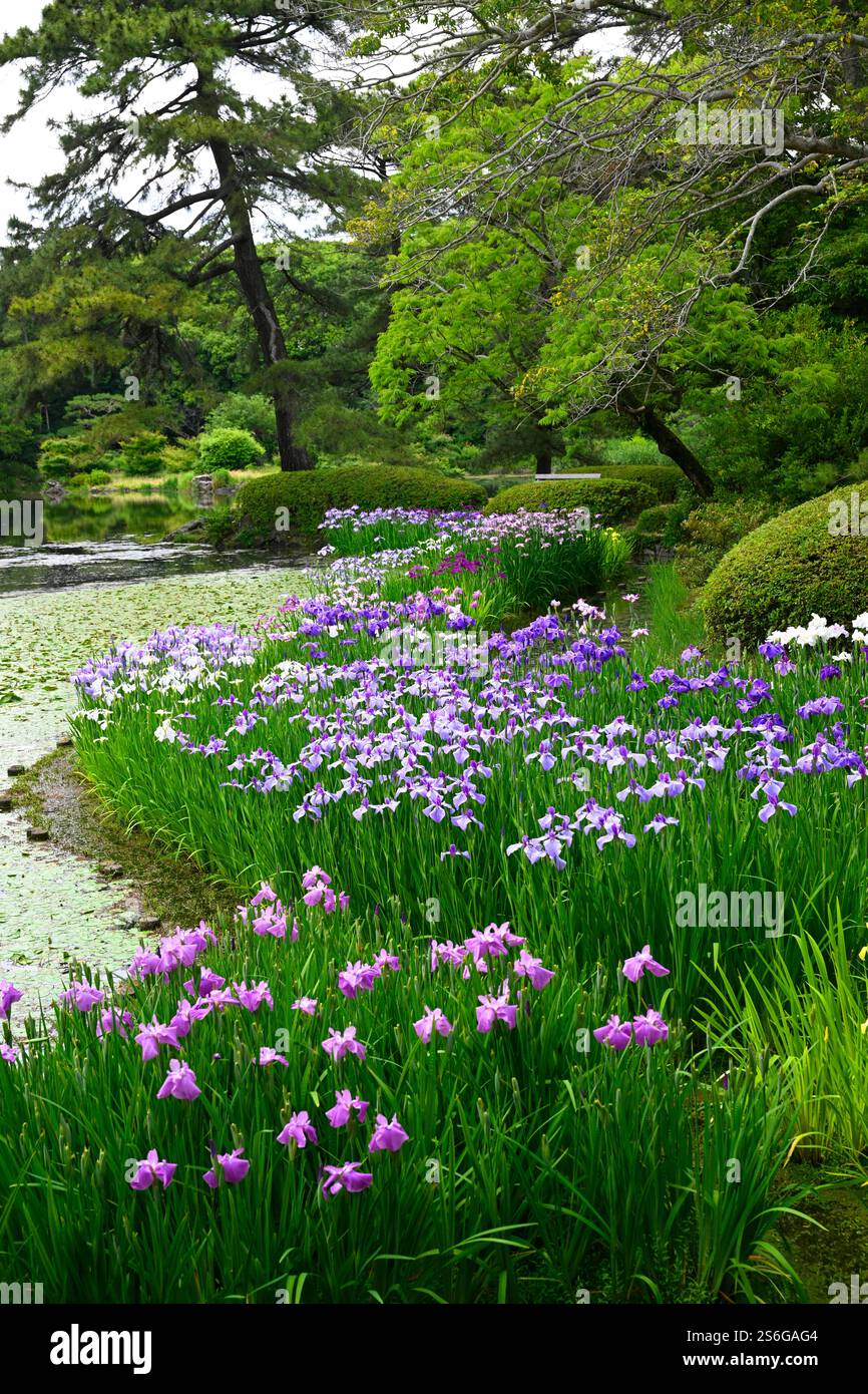 Irises bloom at Ritsurin Koen gardens, Takamatsu,Japan Stock Photo - Alamy